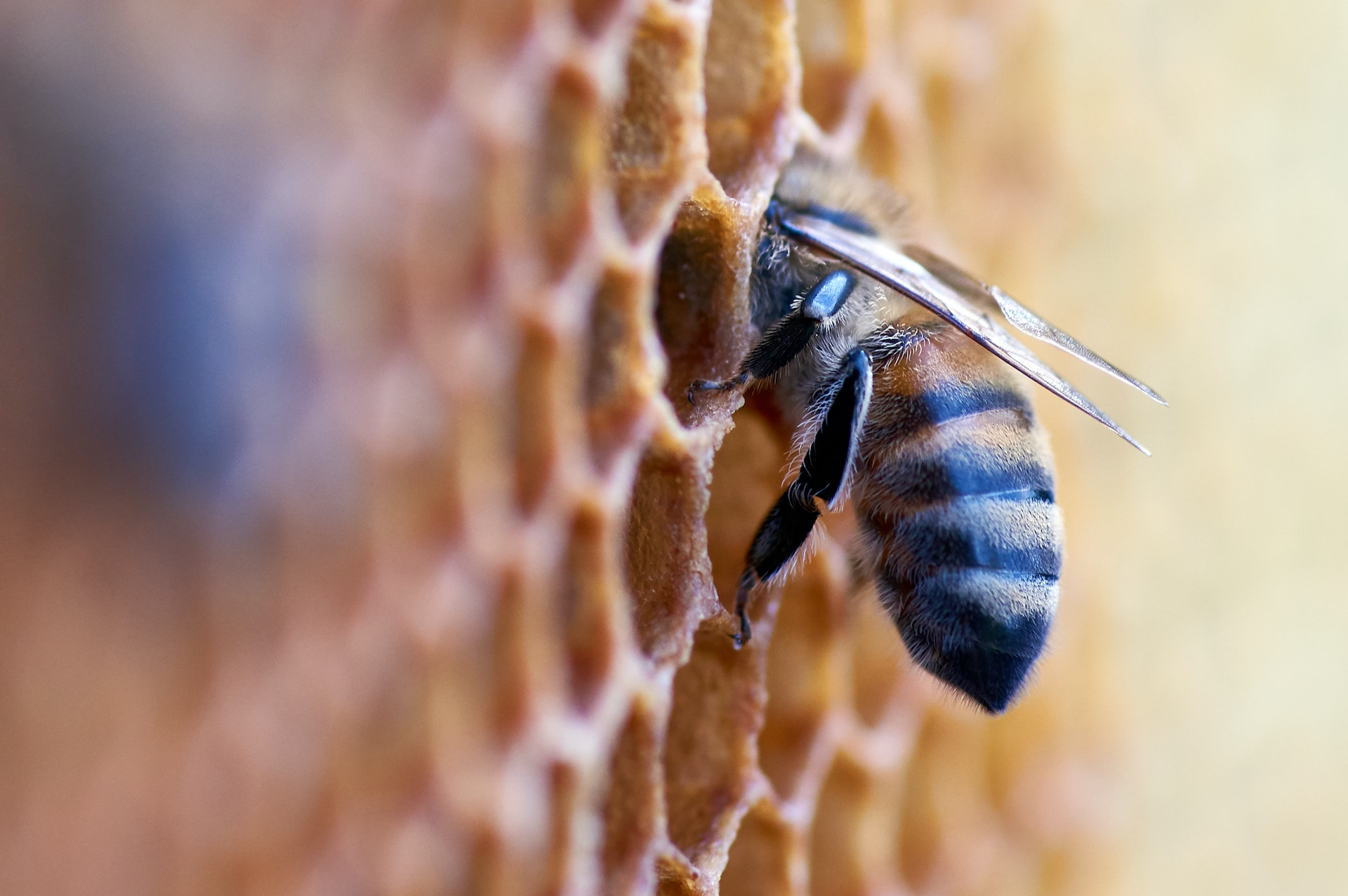 Lutte contre la loque américaine - InterApi